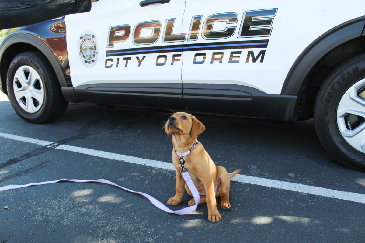 Orem PD welcomes newest ‘star’ to support victims of crime | News ...